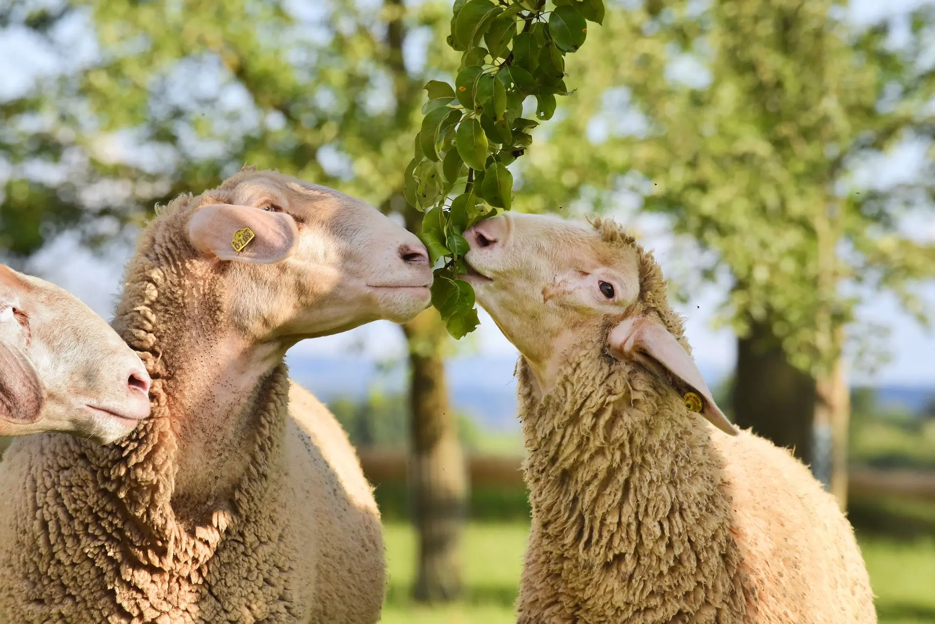 Gesunde Schafe, gesunde Ziegen – was Tierhalter wissen sollten ...